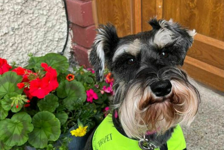 Who We Are - Therapet