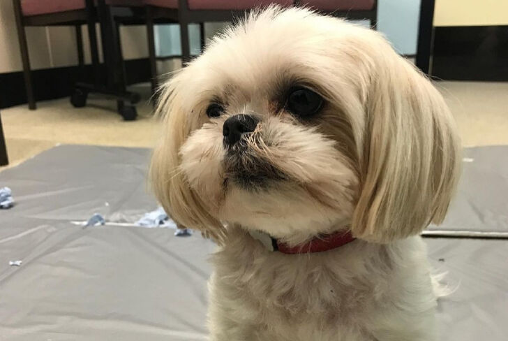 How We Help - Therapet