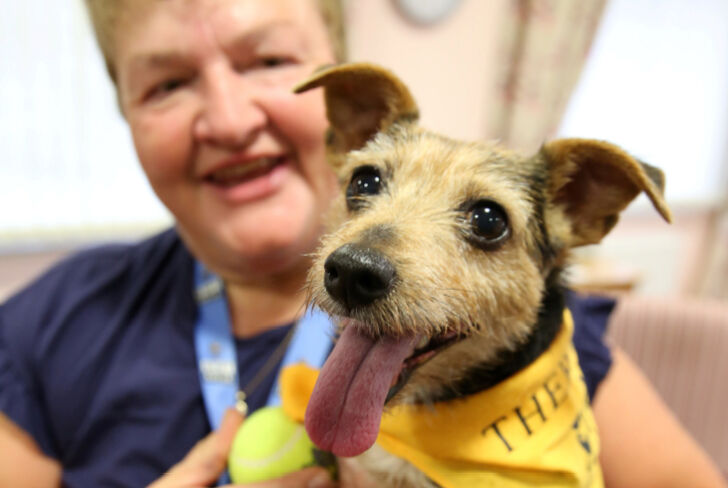 Who We Are - Therapet